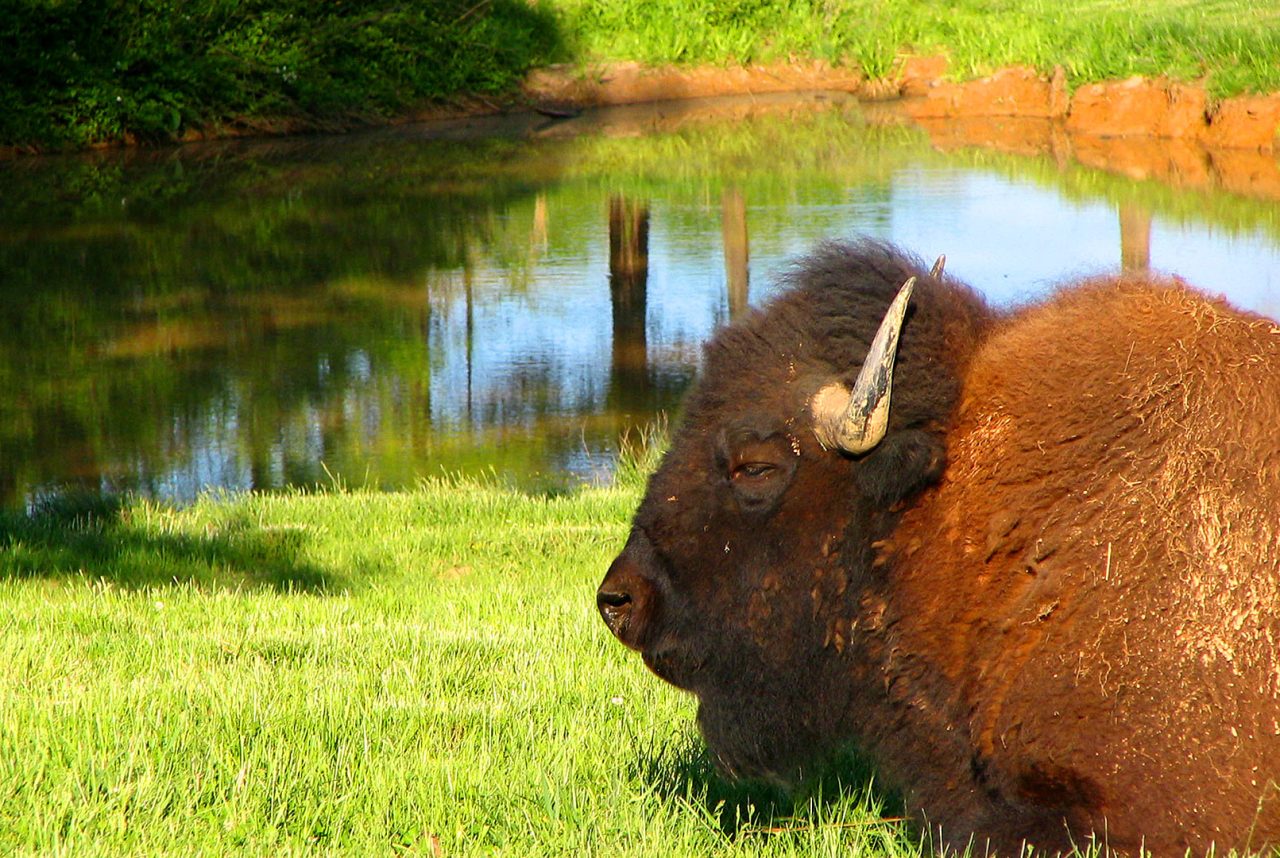 Elk and Bison Prairie | Friends of Land Between the Lakes