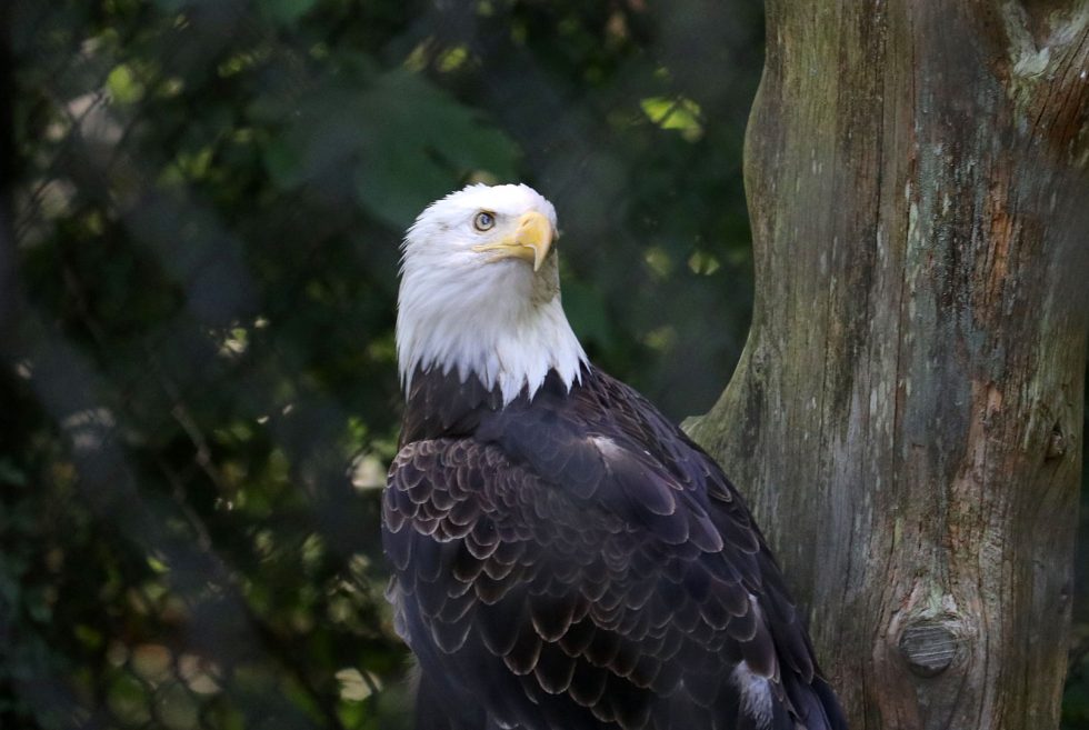 Woodlands Nature Station | Friends of Land Between the Lakes