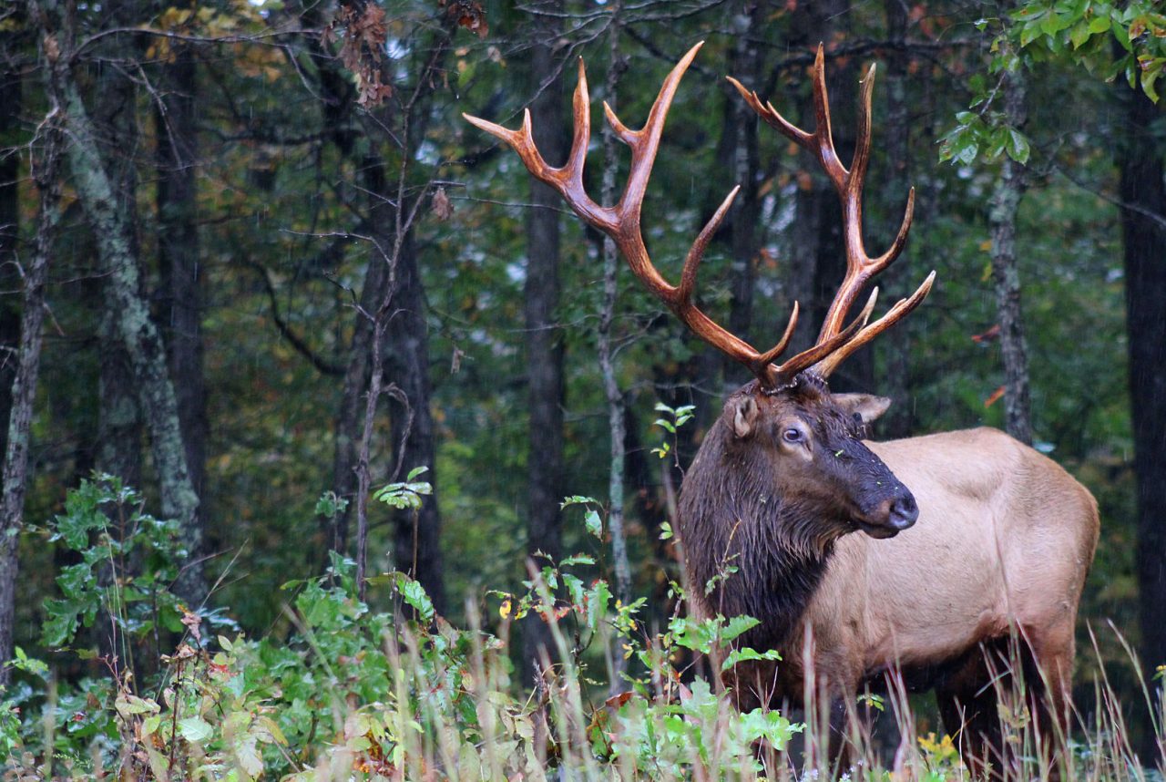 Elk and Bison Prairie | Friends of Land Between the Lakes