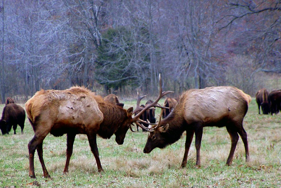 Elk and Bison Prairie | Friends of Land Between the Lakes