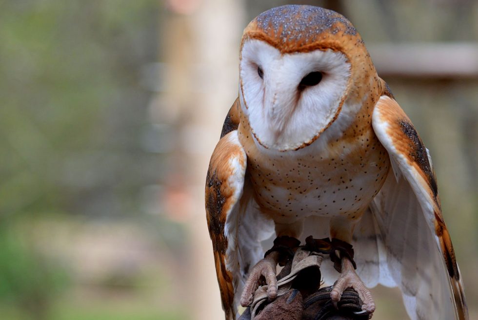 Woodlands Nature Station | Friends of Land Between the Lakes