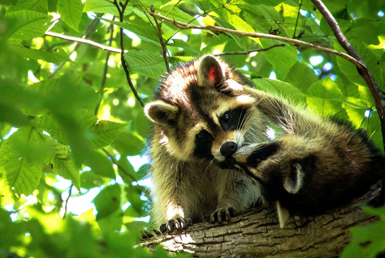 Woodlands Nature Station | Friends of Land Between the Lakes