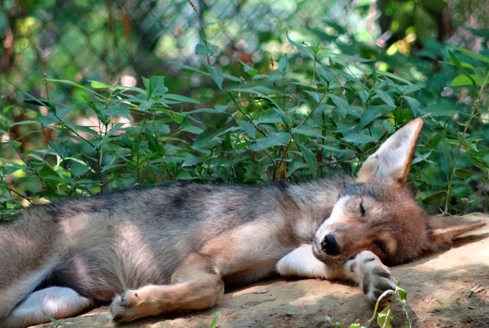 Woodlands Nature Station | Friends of Land Between the Lakes